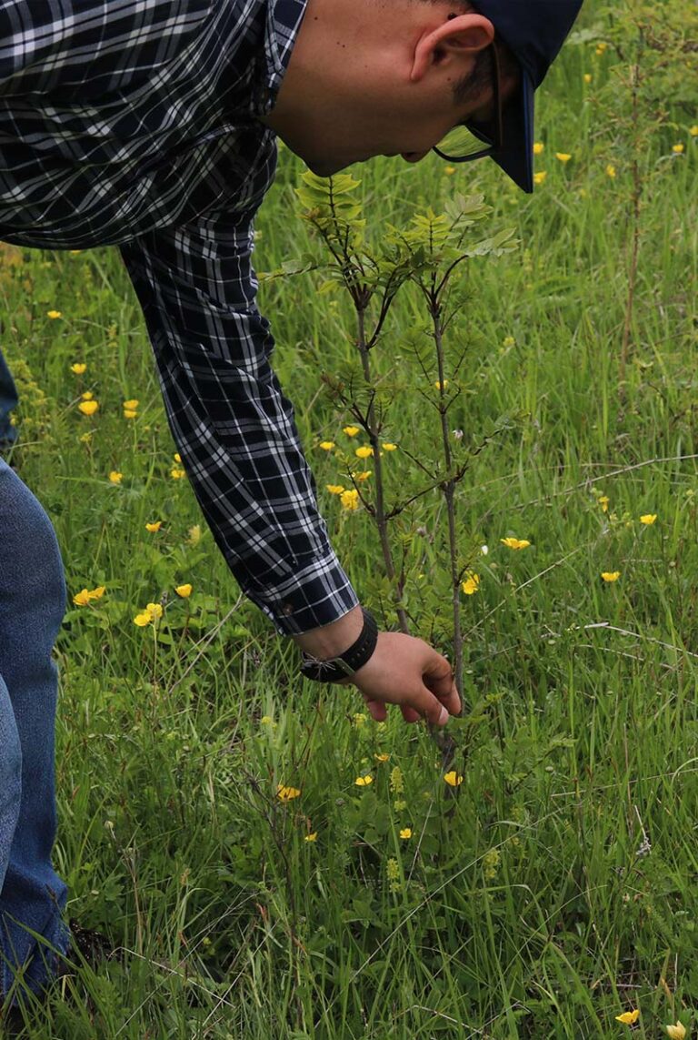 Go Forest - Planting trees with impact - Go Forest