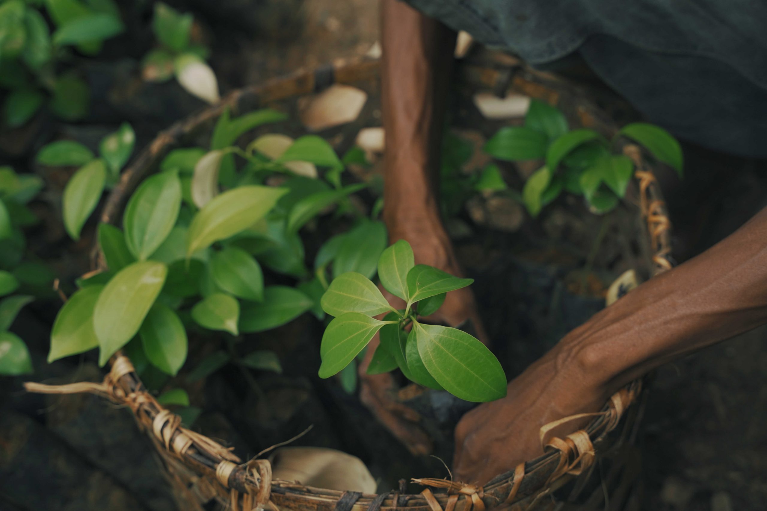 Contact us - Go Forest