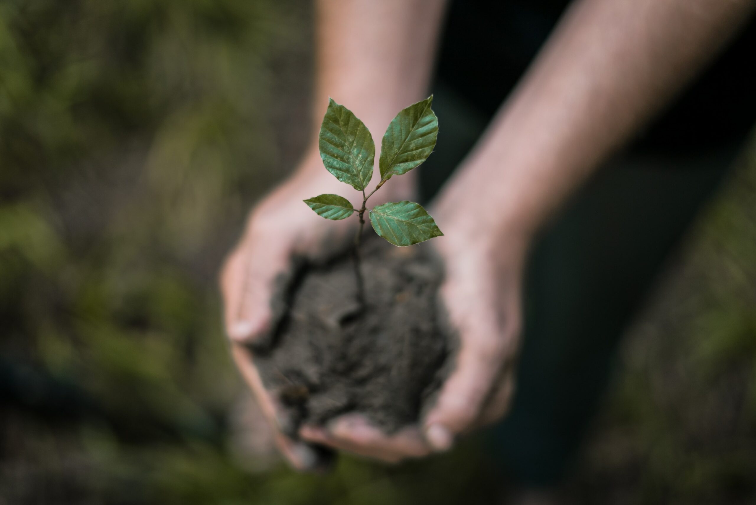 Businesses - Go Forest