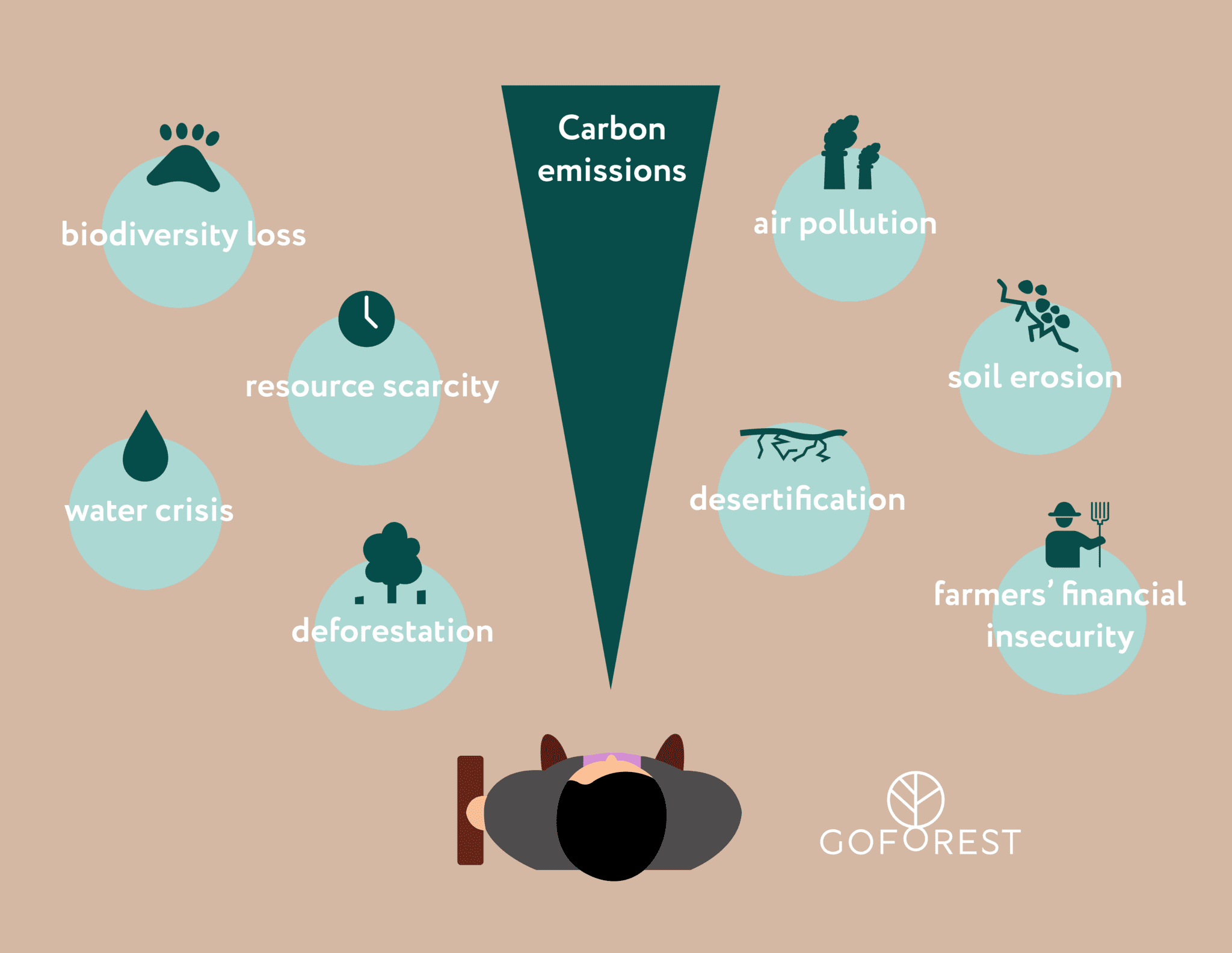 The value of trees - beyond carbon sequestration - Go Forest