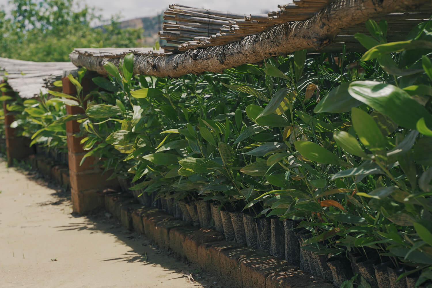 Go Forest - Planting trees with impact - Go Forest