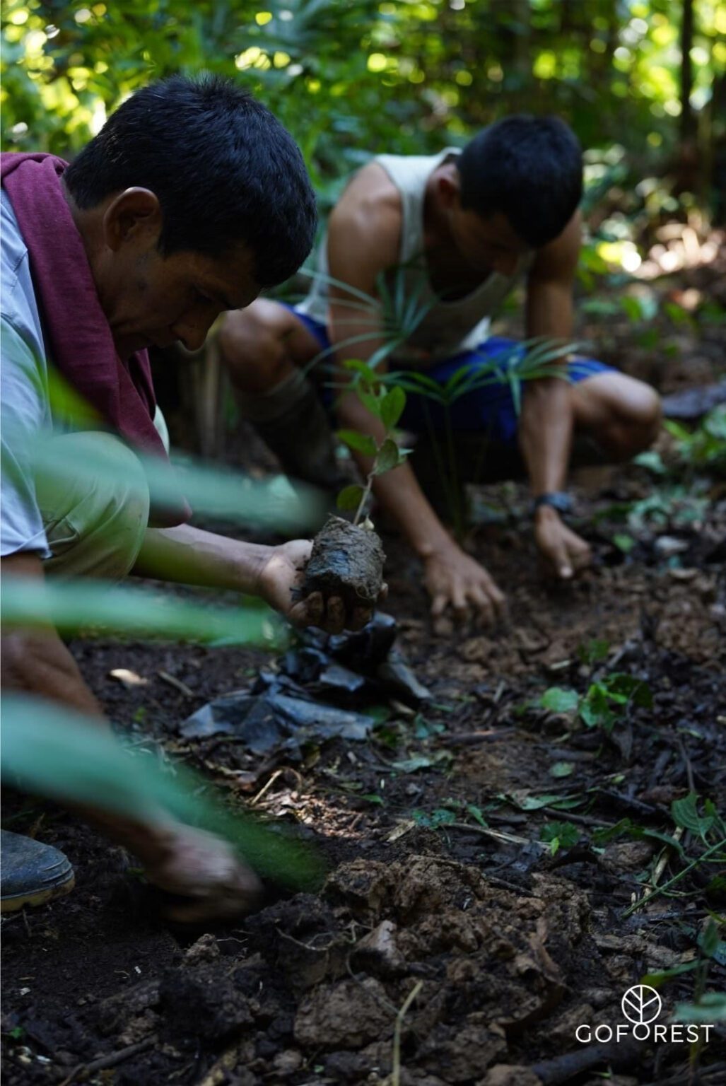 Let’s talk about tree planting in the Amazon Rainforest! - Go Forest