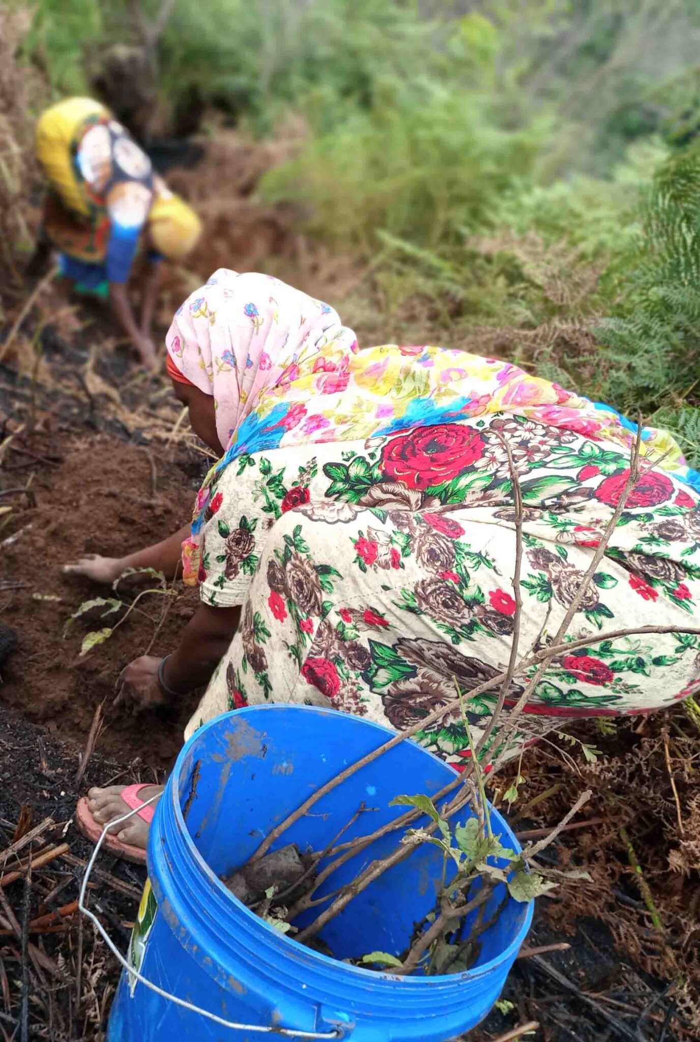 Go Forest - Planting trees with impact - Go Forest