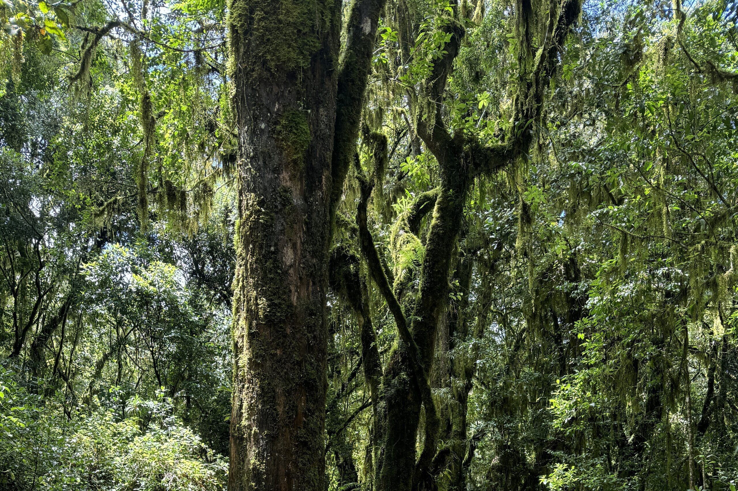 Go Forest restoration projects as primary forests’ pressure-relief - Go ...