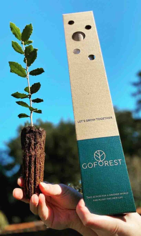 Go Forest - Planting trees with impact - Go Forest