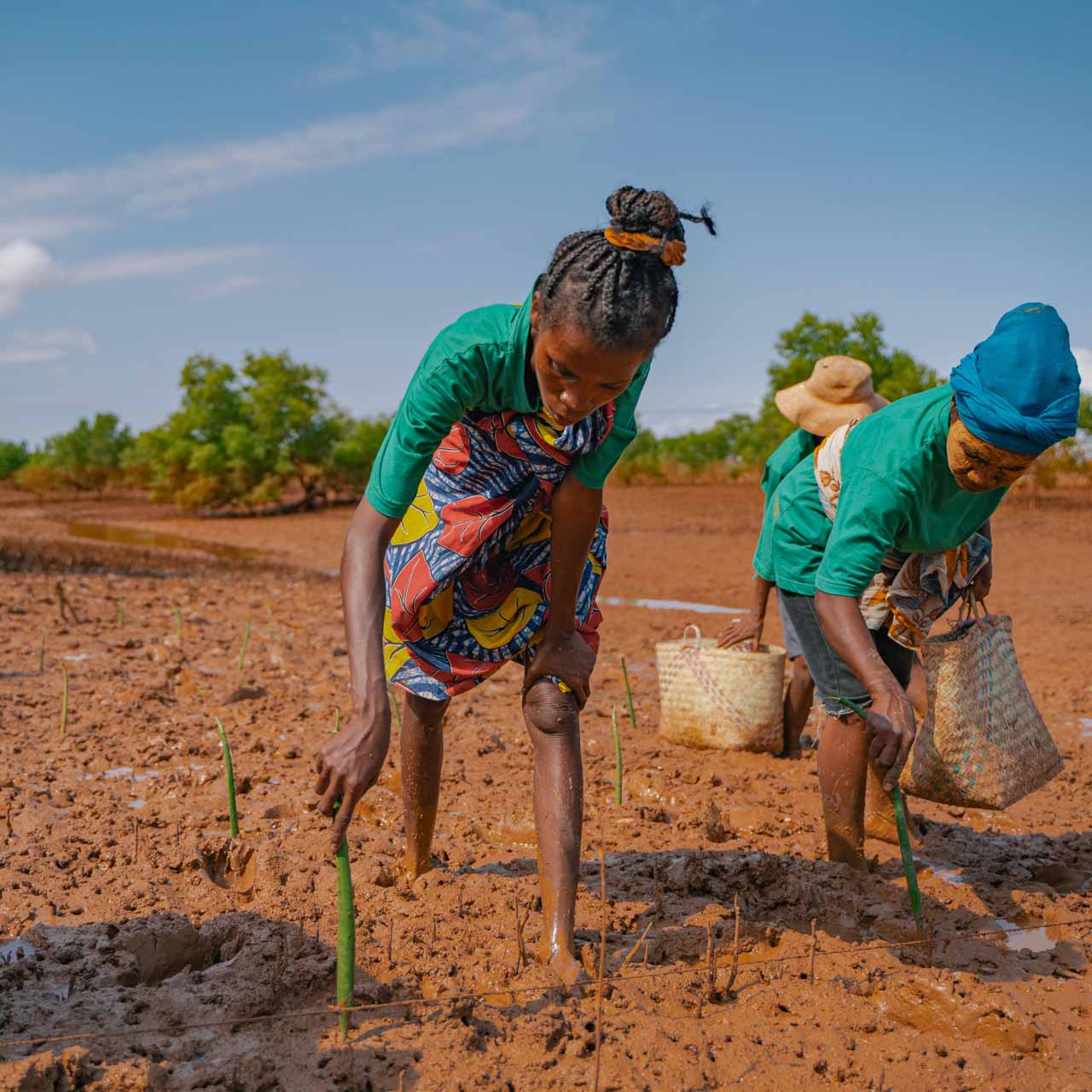 Go Forest - Planting trees with impact - Go Forest