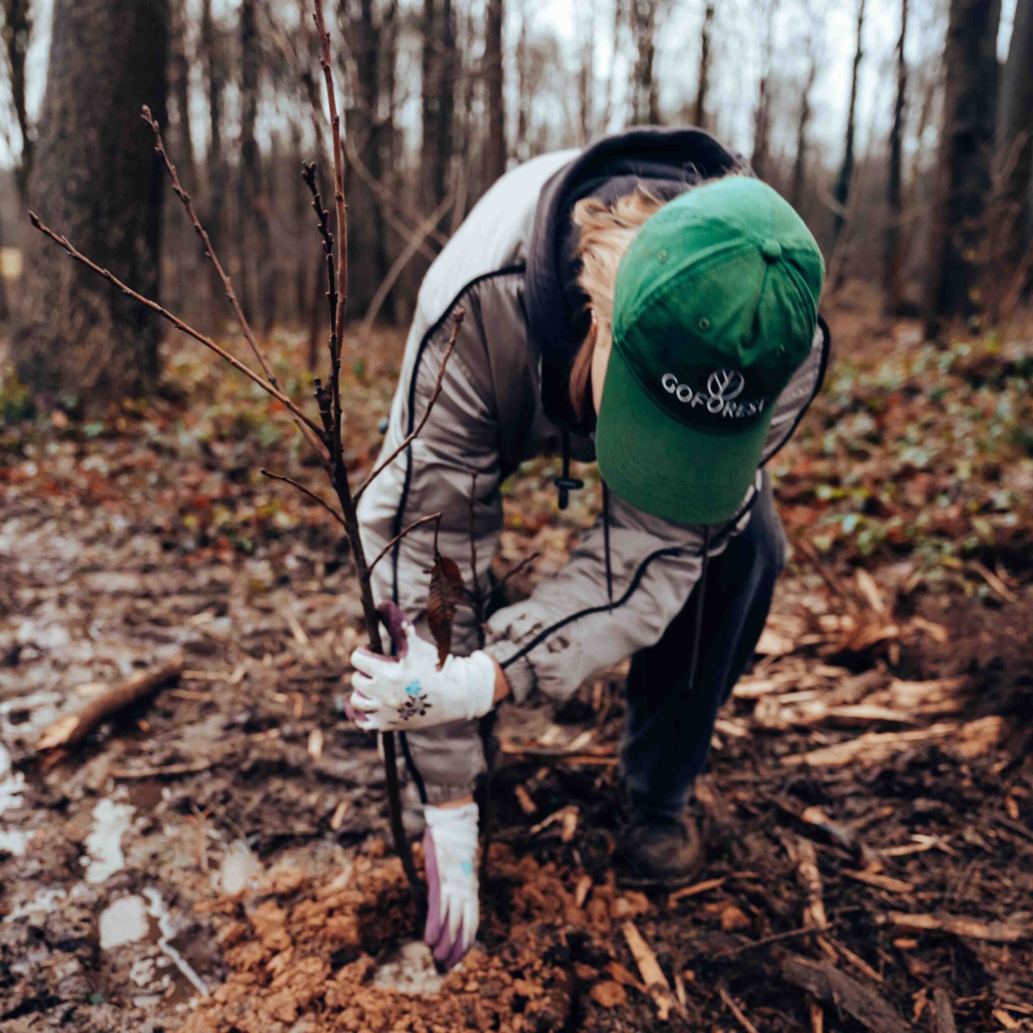 Go Forest - Planting trees with impact - Go Forest