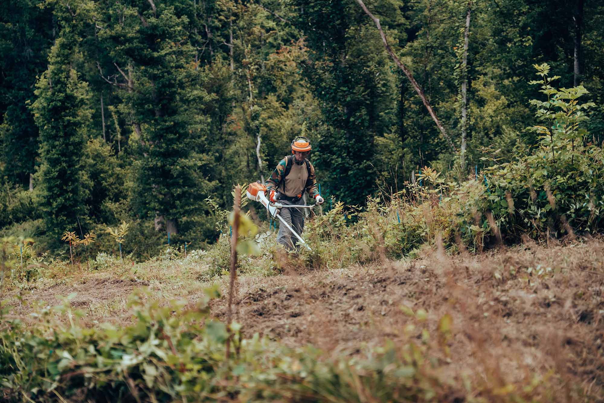 Het bevorderen van de veerkracht van bossen via gerichte ...